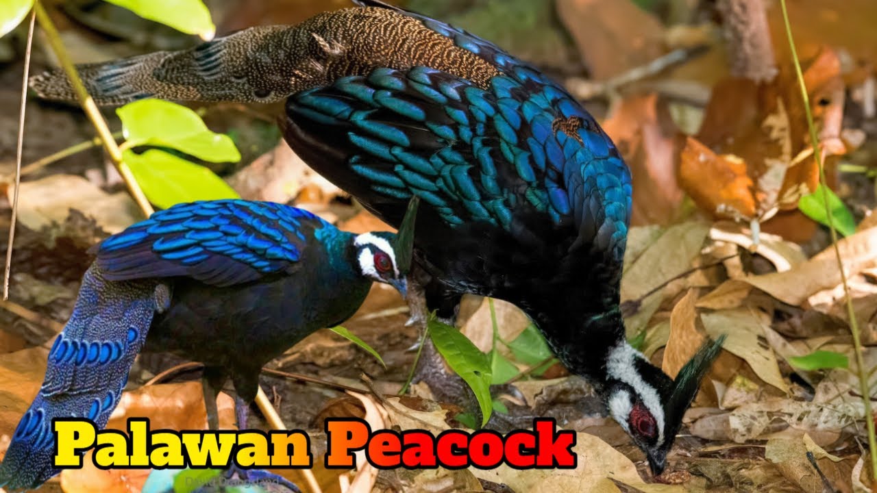 Hidden Gems: 10 Exquisite and Rare Animals Found Only in the ...