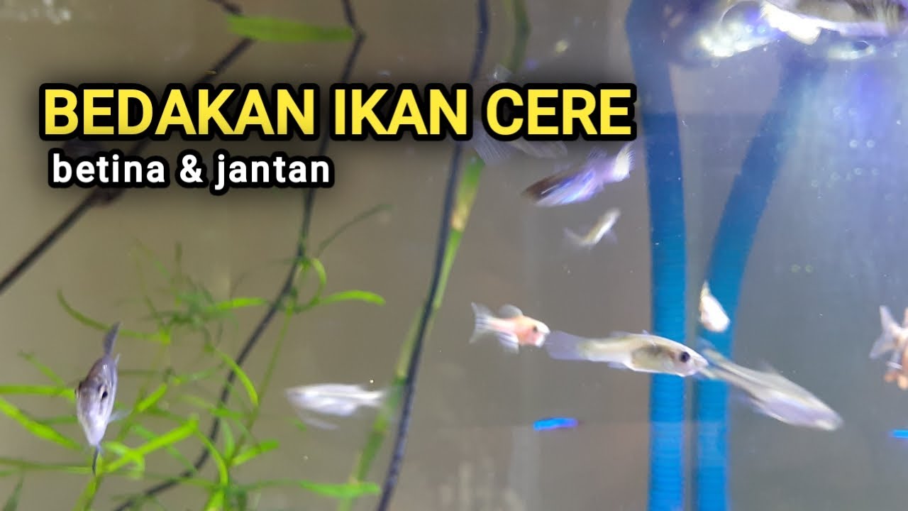 cara bedakan ikan cere betina dan jantan - YouTube