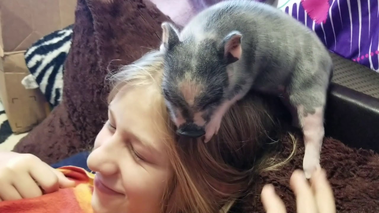 mini pig compilation - YouTube