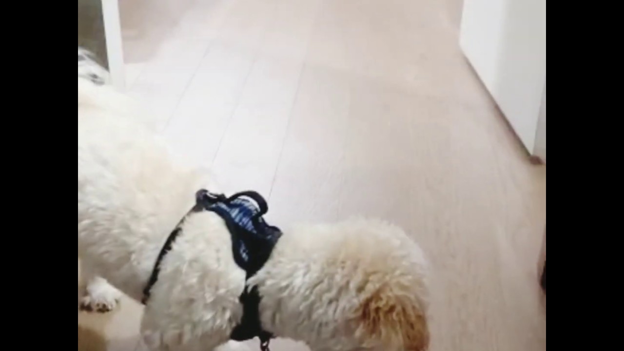 Puppy chasing laser pointer - YouTube