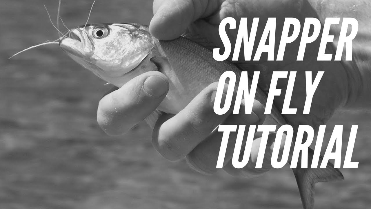 Snapper On Fly tutorial - YouTube