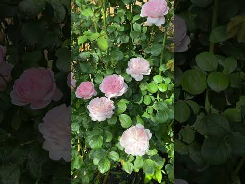 Personal growing review of English shrub rose ‘Queen of Sweden from @david_austin_roses #gardenerben