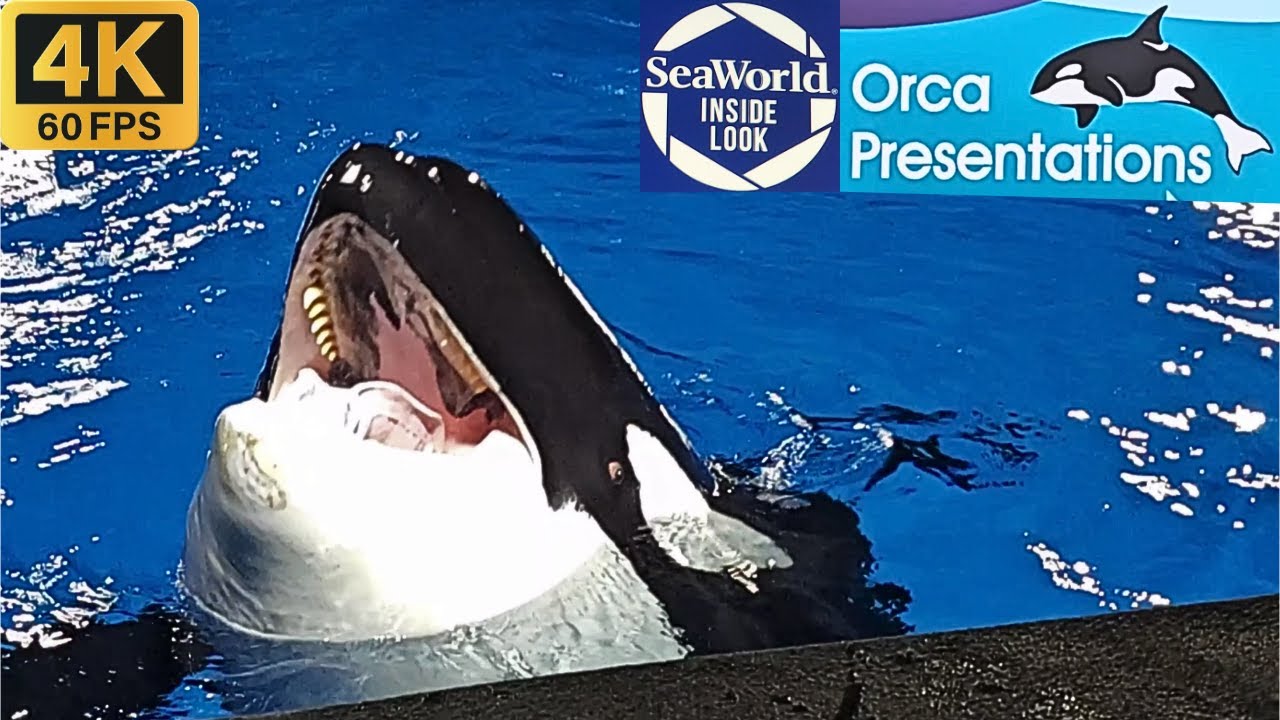 Orca Presentation 4K (À Noite) (Inside Look) (Show Completo) SeaWorld ...