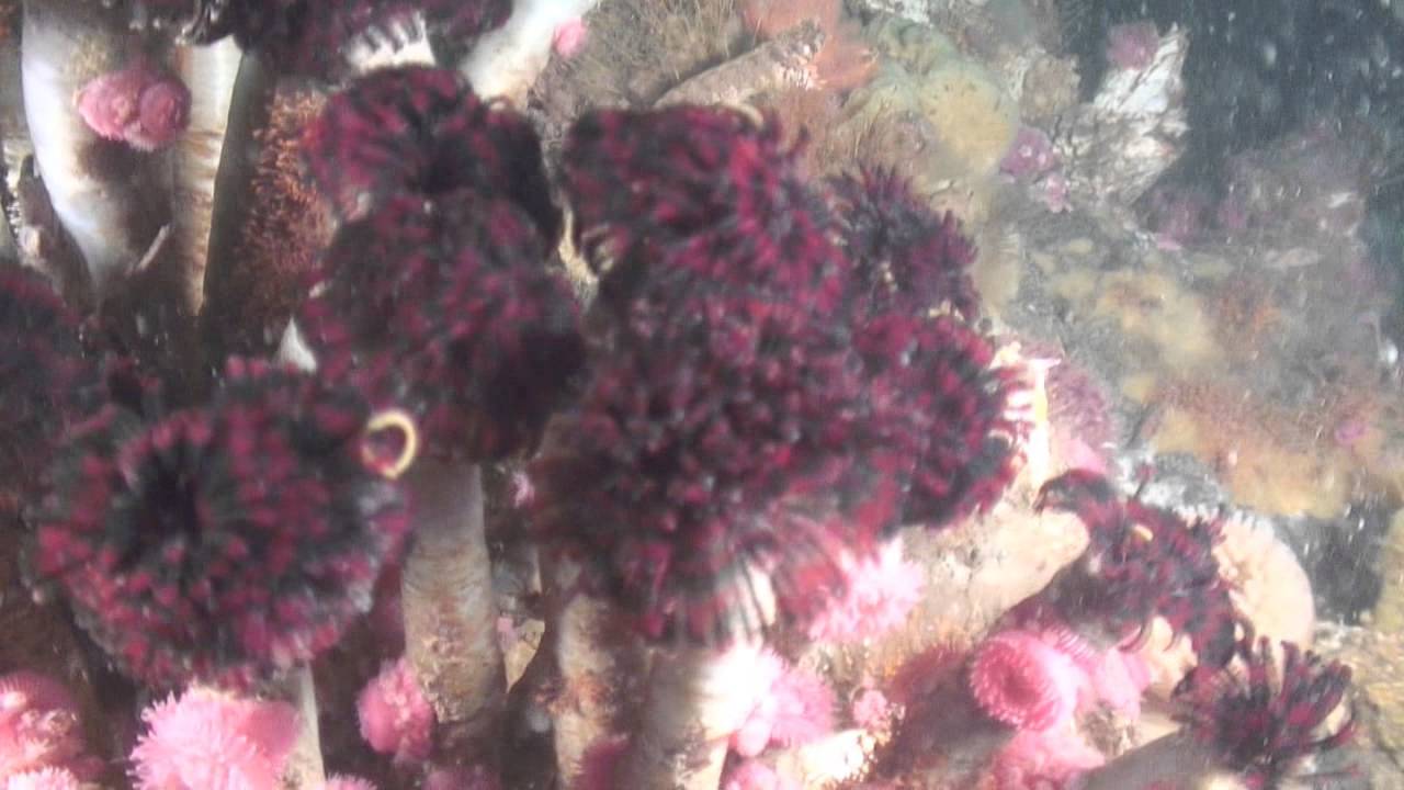 Scuba Dive Deception Pass, Washington - YouTube