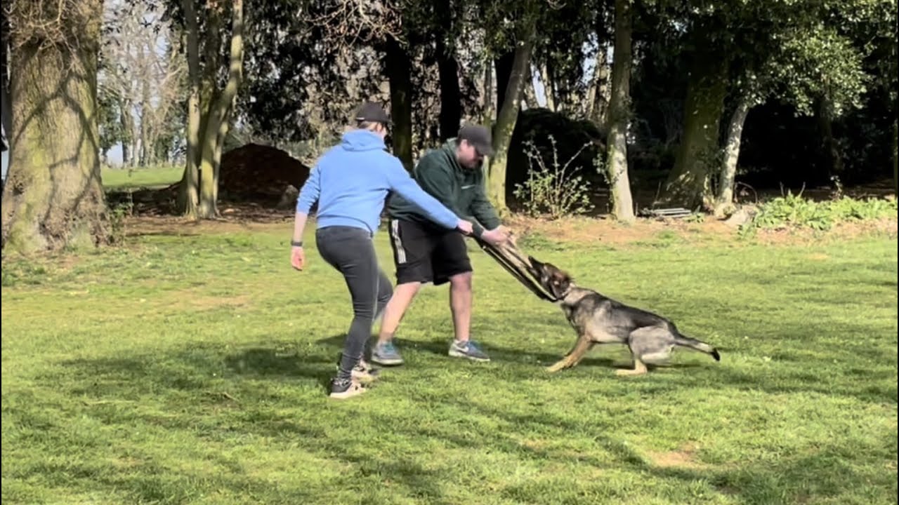 IGP Training - Barking and Bitework - YouTube