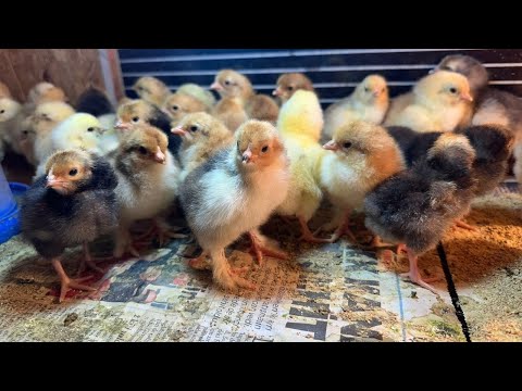 CİVCİVLER ÇIKTI | BRAHMA - CÜCE KOŞİN - SUSSEX - AMERAUCANA
