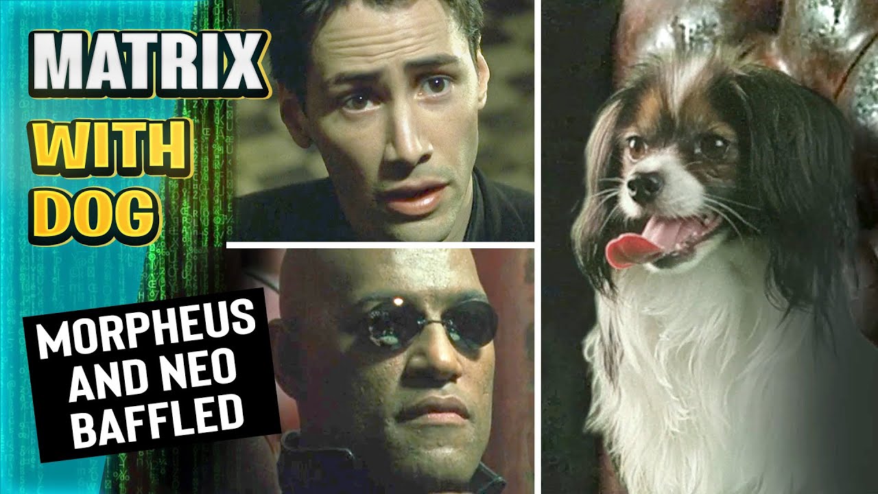 Matrix: Dog confuses Morpheus and Neo (black cat and pill scene) - YouTube