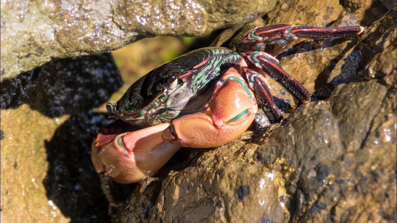 STRIPED SHORE CRAB | PACHYGRAPSUS CRASSIPES | WILDLIFE | NATURE ...