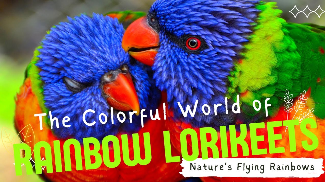 The Vibrant World of Rainbow Lorikeets: Nature's Living Rainbows! - YouTube