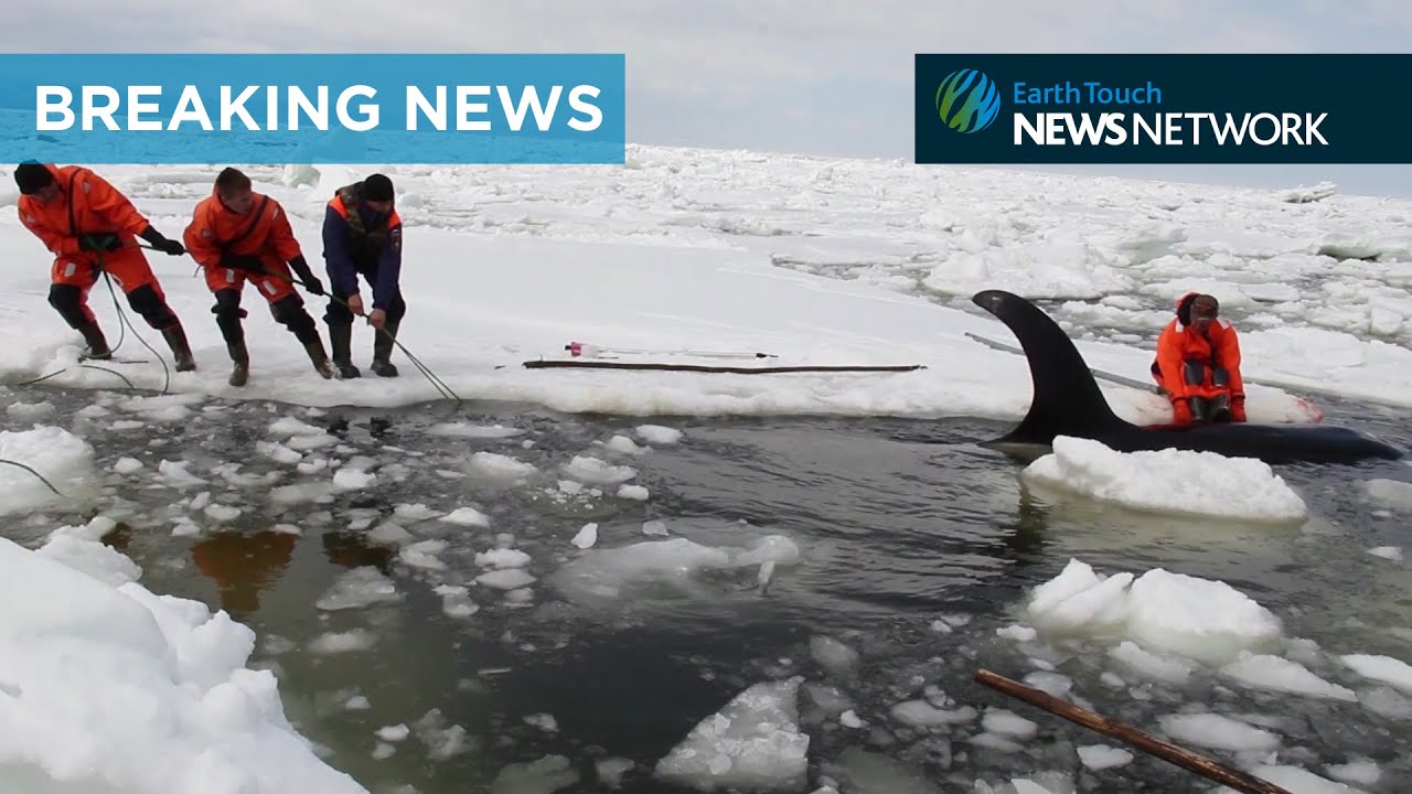 Eight-hour rescue frees trapped orcas - YouTube