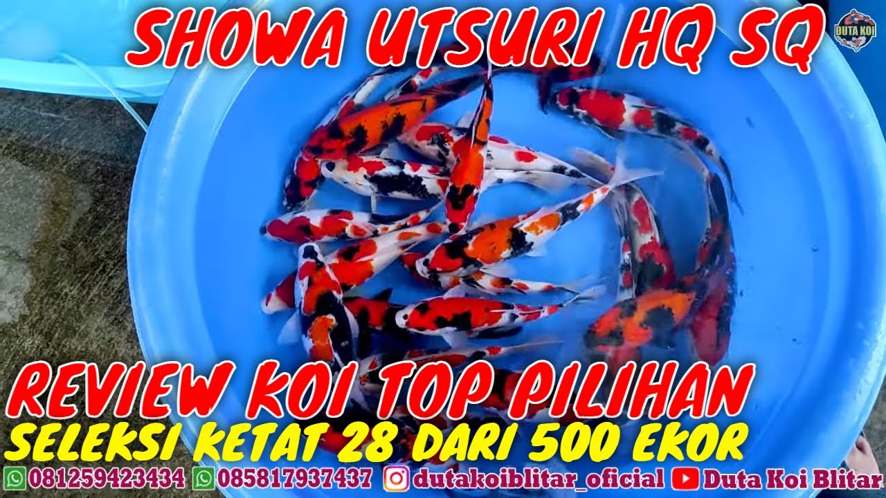 FULL KOI SUPER TOP SHOWA HQ SQ HASIL SELEKSI DARI 500 EKOR || DUTA KOI ...