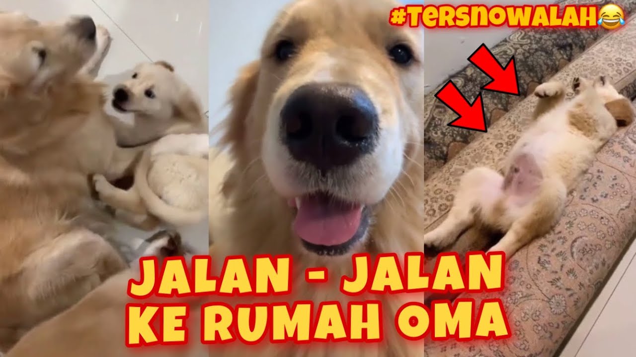 SNOWEE SNOWA BERSAMA CUCUNYA BERKUNJUNG KE RUMAH OMA - THE GOLDEN ...