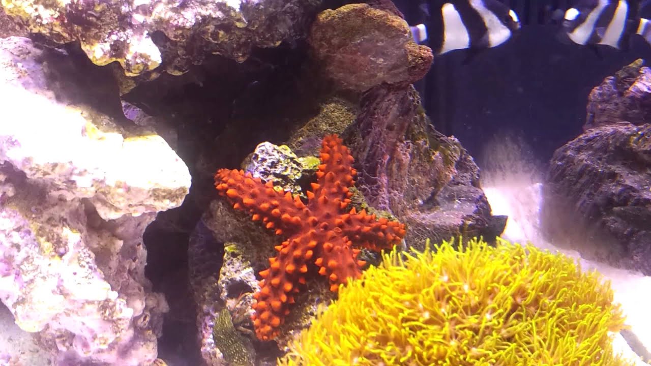 Red thorny starfish! - YouTube