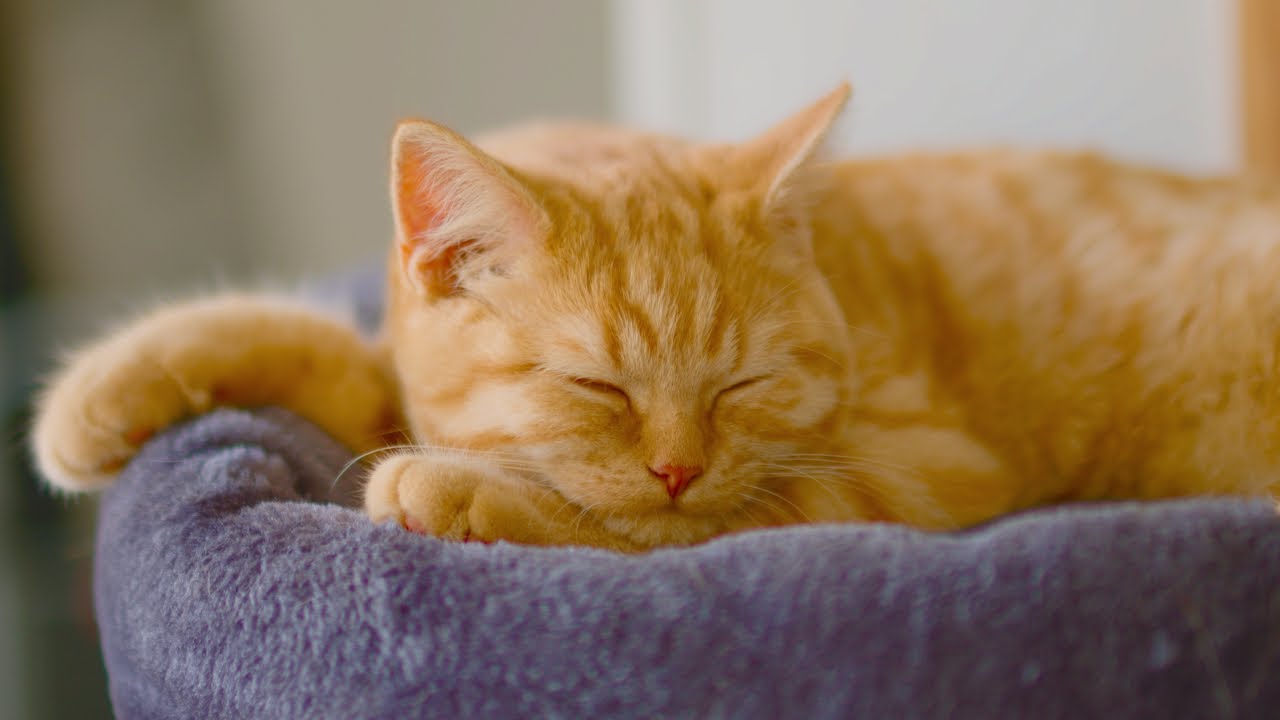 MUSIC FOR CATS: 5 Hours of Cat Relaxing Music & Cat Stimulation (NO ADS ...
