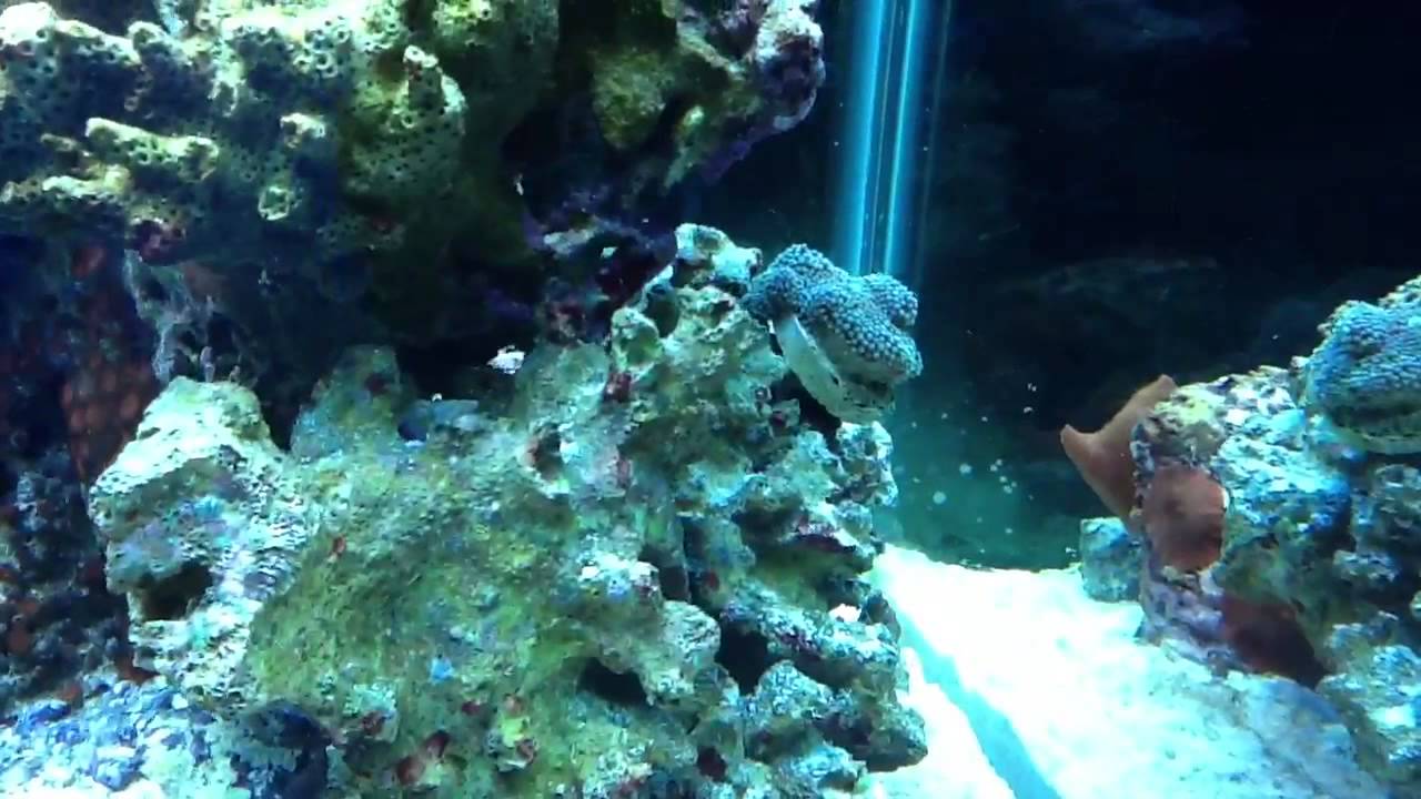 57 gallon rimless saltwater aquarium - YouTube
