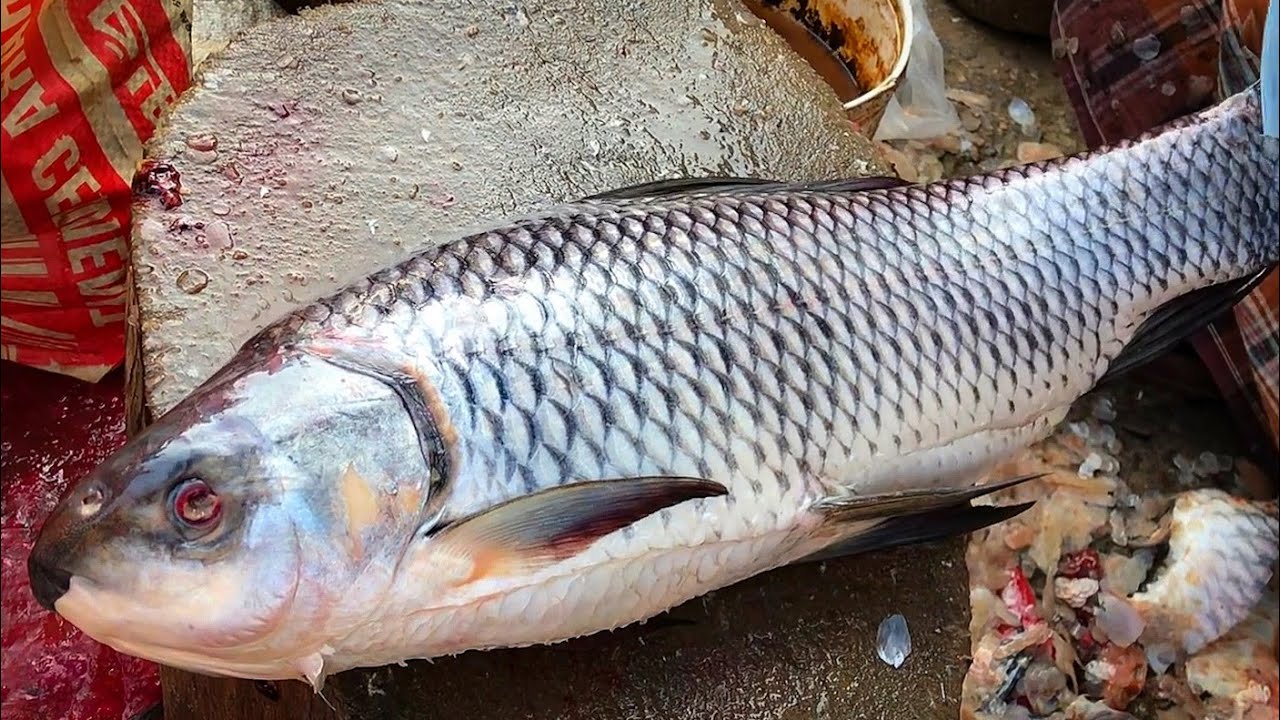 Big Rohu Fish Cutting Video, Amazing Fish Cutting Skills, Fastest Rui ...