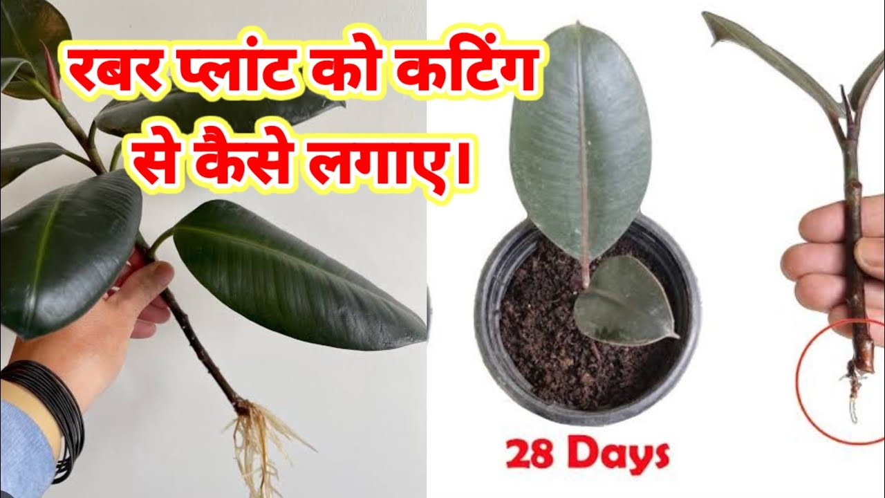 How to grow rubber plant from cutting// रबर प्लांट को कटिंग से कैसे ...