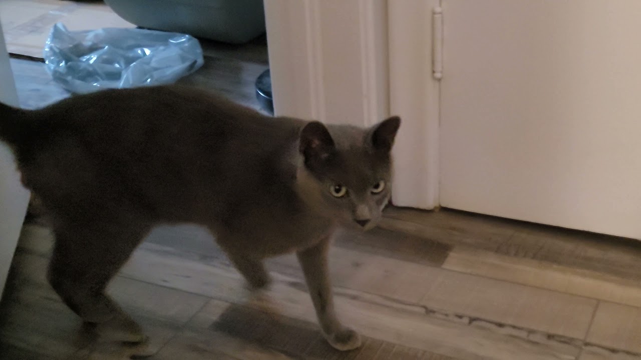 Greg the Cat - YouTube