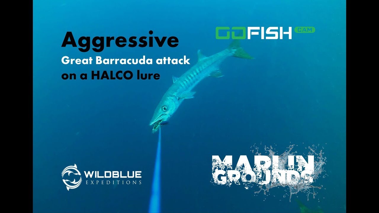 Aggressive Great Barracuda attack on a HALCO lure - YouTube