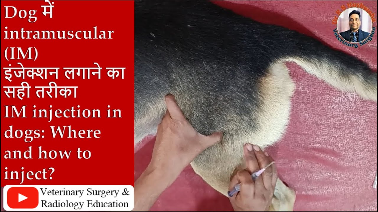 IM injection in dogs/कुत्ते में सुई कंहा और कैसे लगाये /dog me ...