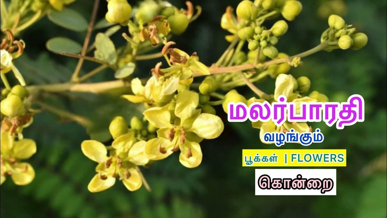 kondrai || கொன்றை || Malarbharathi Songs || Flowers Song ...