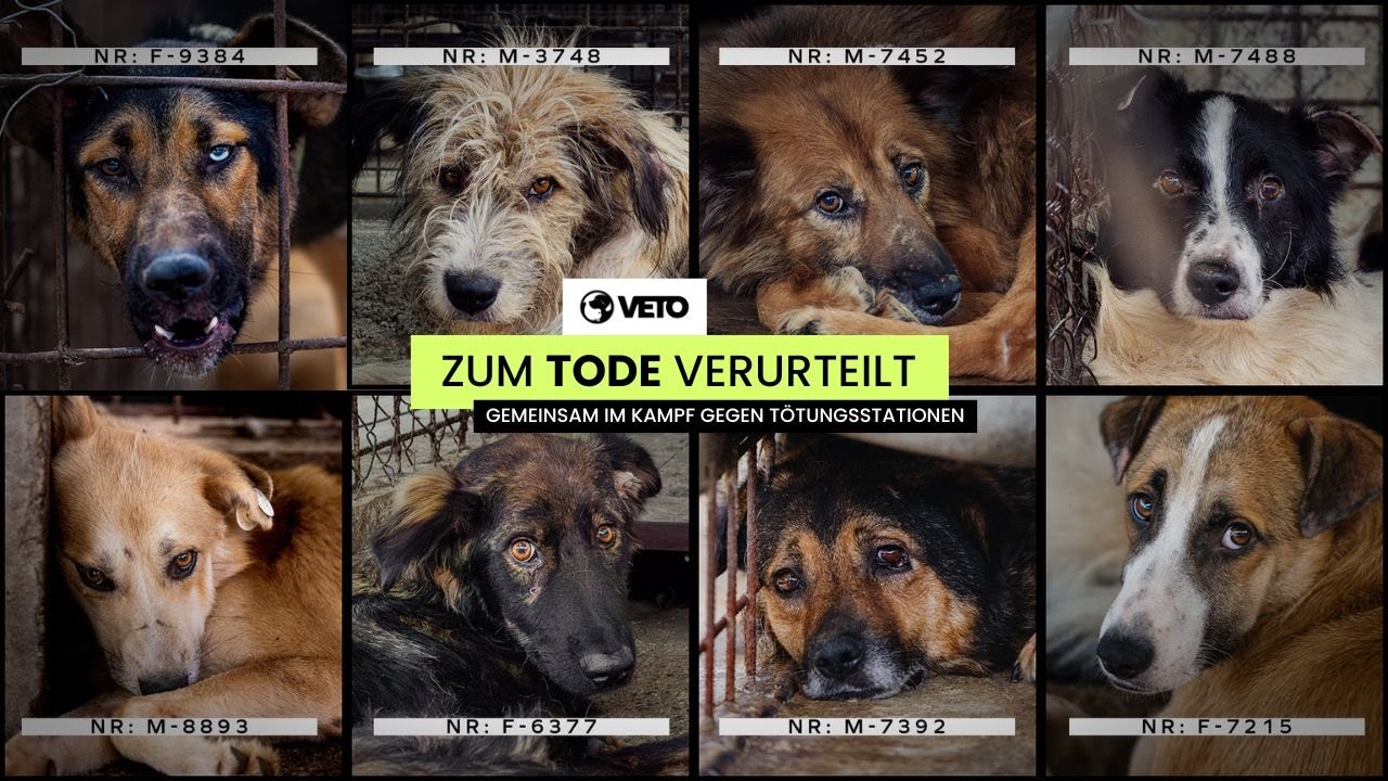 Hilfst du tausenden Hunden in Rumänien? | Gemeinsam im Kampf gegen ...