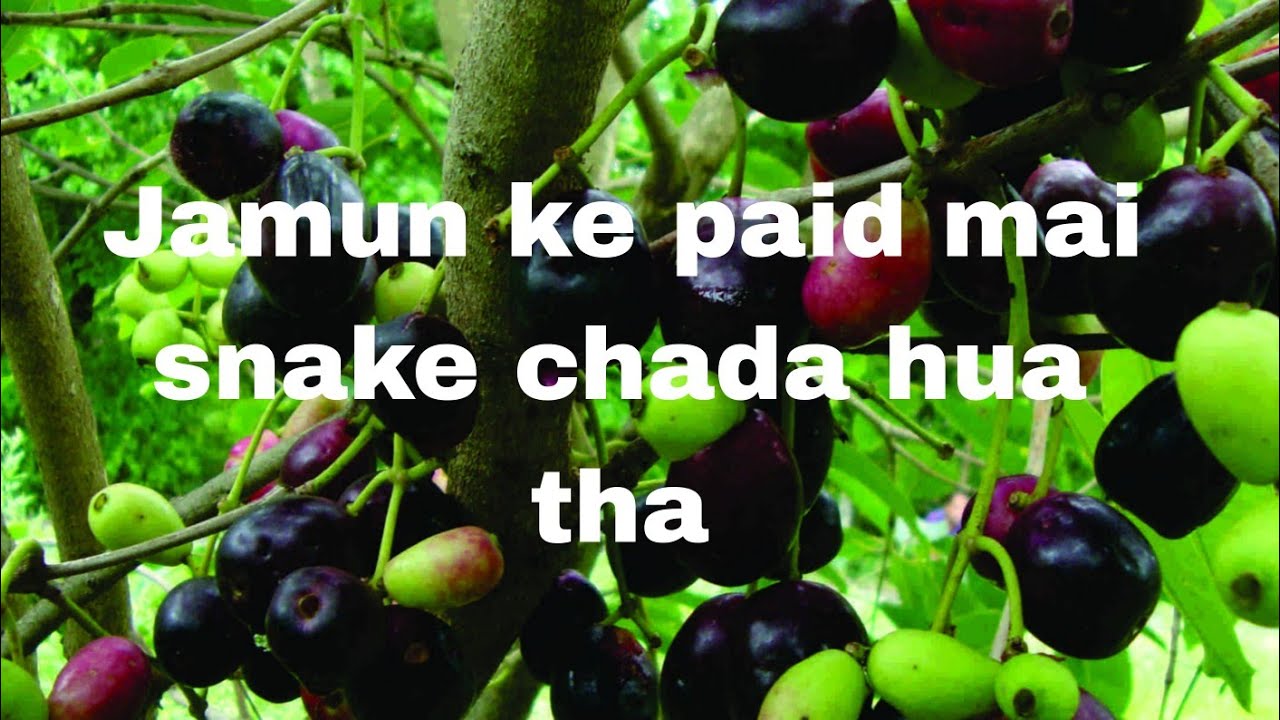 gav ka jamun ka podha - YouTube