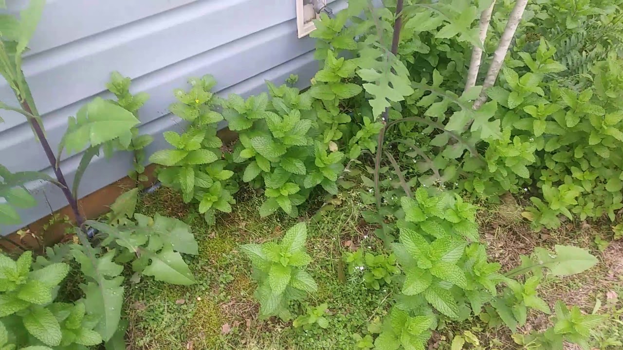 mint plant ( the super invasive herb😅) - YouTube