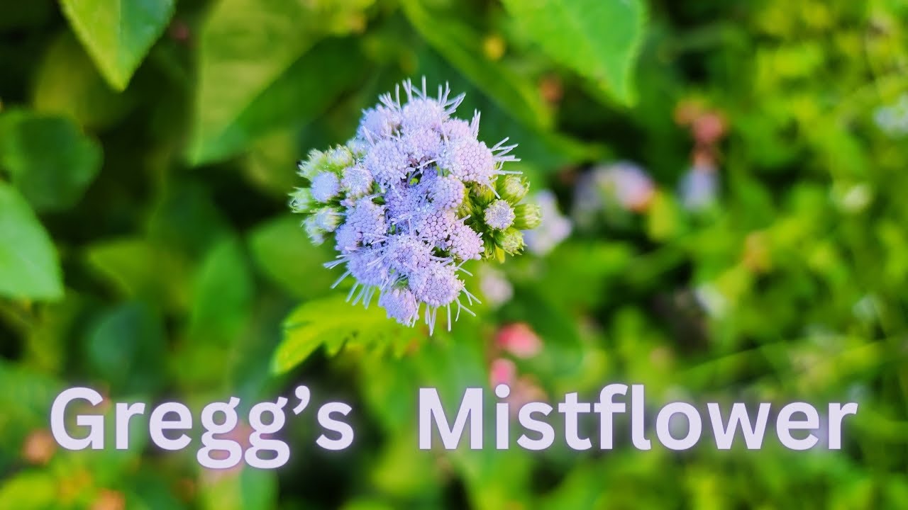 Gregg's Mistflower for Monarch and Queen butterflies | a Texas Native ...