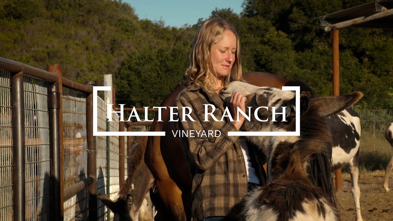 Meet the Halter Ranch Animals! - YouTube