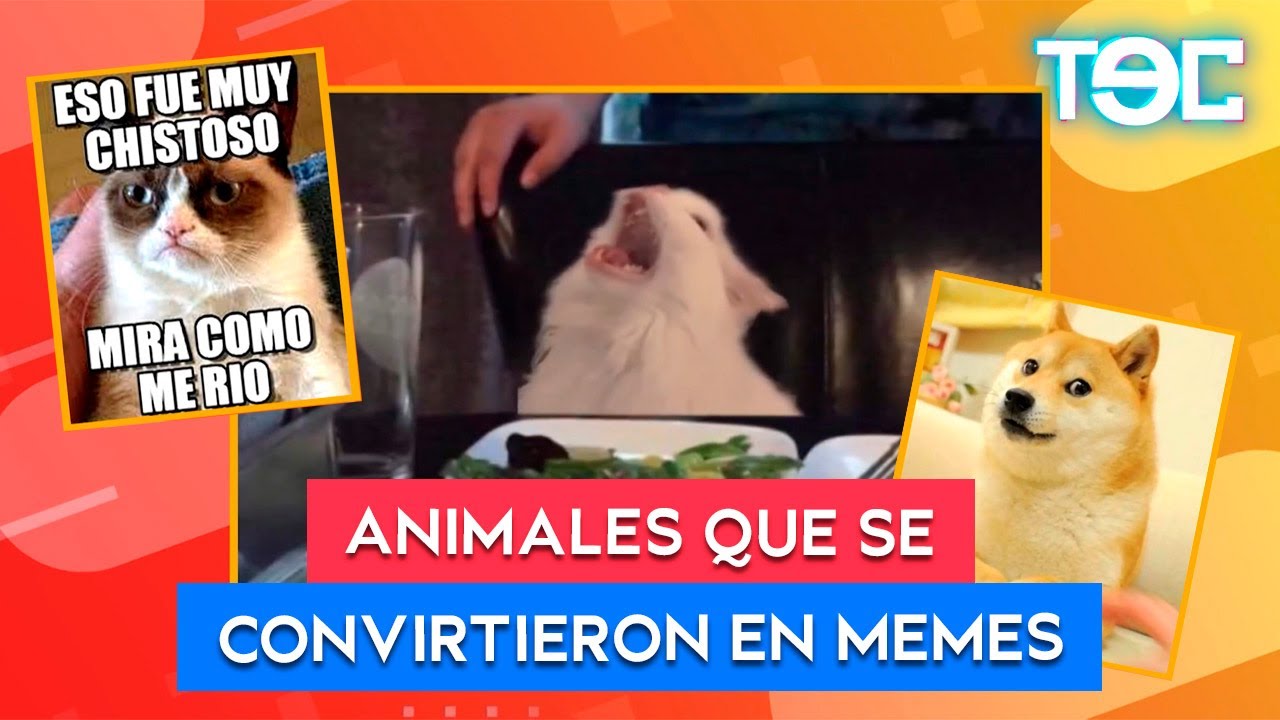 MASCOTAS QUE SE CONVIRTIERON EN MEMES - YouTube