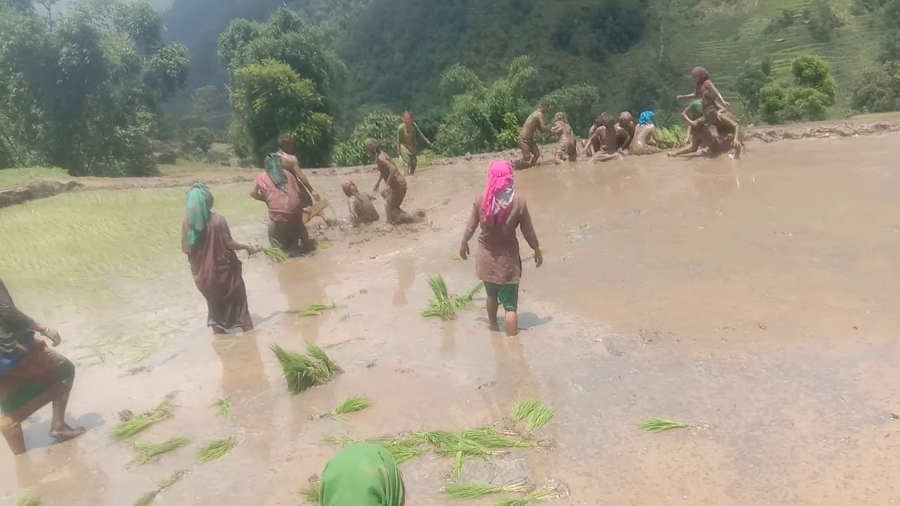 Dhan Ropai HILLAURI - YouTube