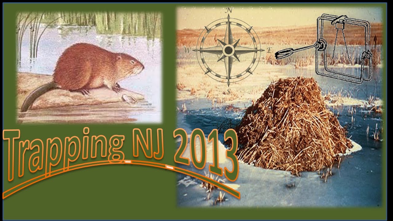 Trapping NJ 2013 - YouTube