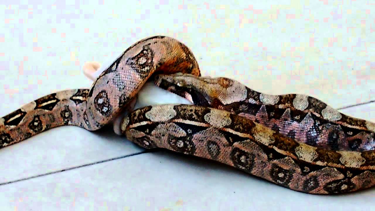 Cobra atacando rato parte 2 - YouTube