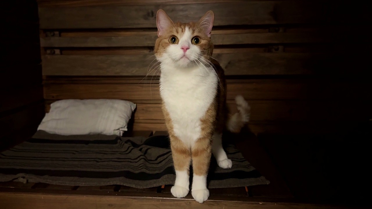 Our orange cat loves the sauna (and she’s serious about it) - YouTube