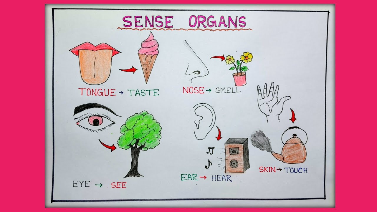 Five senses organs drawing/How to draw senses organs/Sense Organs TLM ...