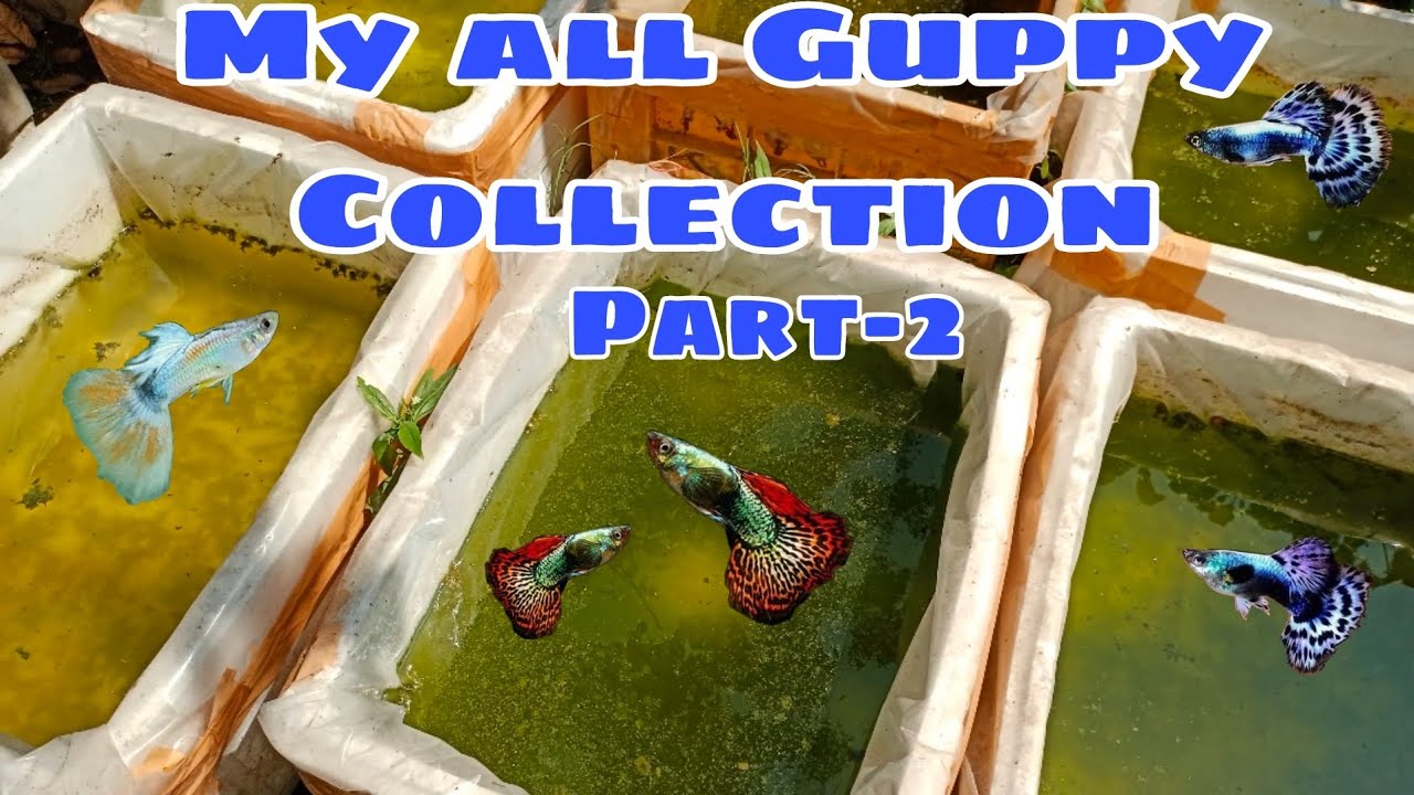My Guppy farm Collection || Guppy Breeding Farm in india 🇮🇳 || My Farm ...
