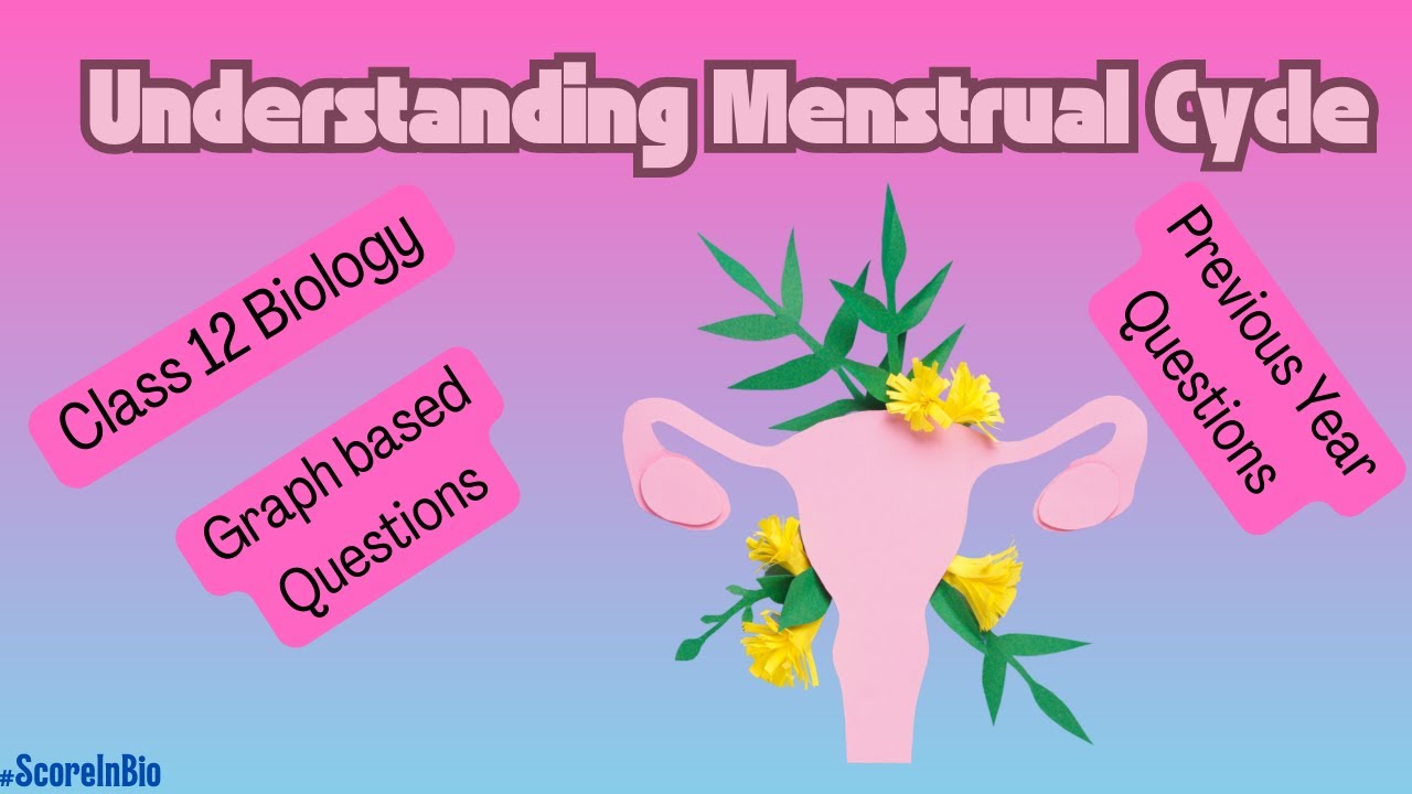 Understanding Menstrual Cycle: Previous Year Questions and Graph-Based ...