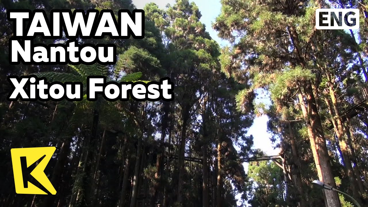 【K】Taiwan Travel-Nantou[대만 여행-난터우]시터우 산림 트레킹/Xitou Forest/Bamboo bridge ...