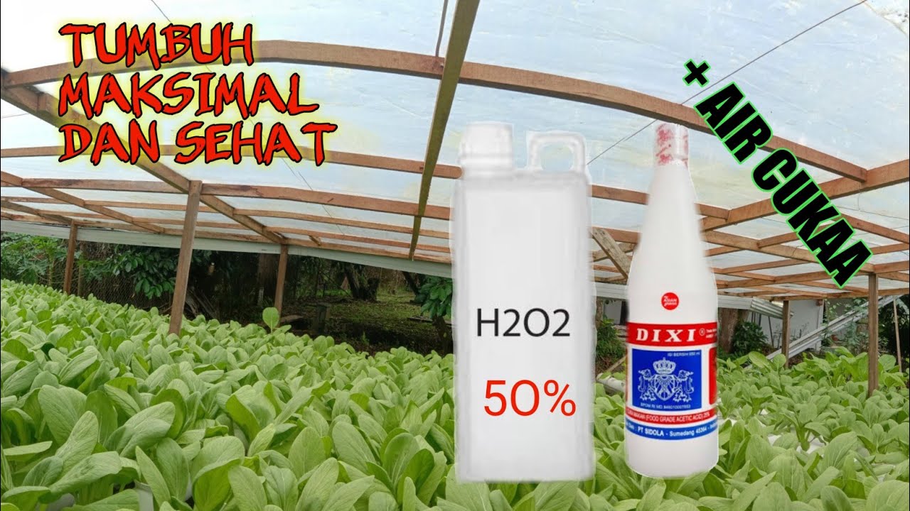 Dosis dan takaran hidrogen peroksida h2o2 50% + cuka untuk tandon ...