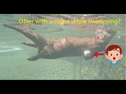 Animal nature otters having a pool party. Swimming and diving ...