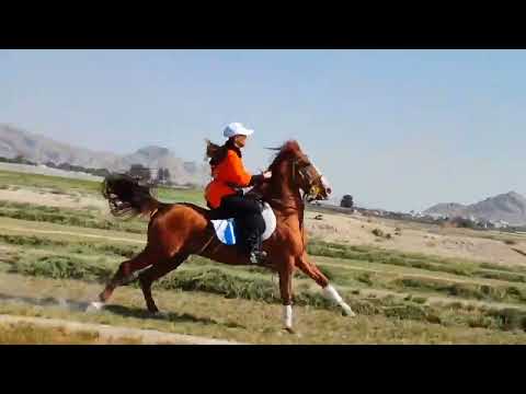 Iranian horse riding bya beautiful lady in the field with rearing. #horseriding #horsepower #rearing