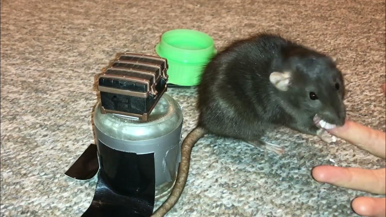 My smart pet rat Mocha doing a fun treasure chest trick chain! - YouTube