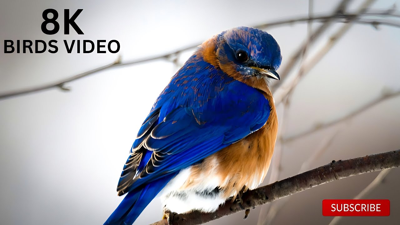 Wild Birds Special Collection 8K VIDEO ULTRA HD HDR 60FPS | into the ...