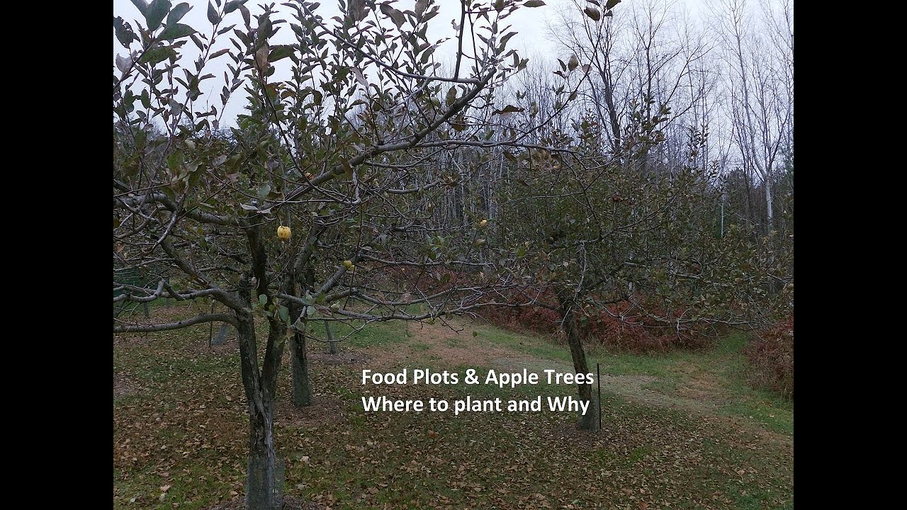 Food Plots and apple trees. Plant them together. - YouTube