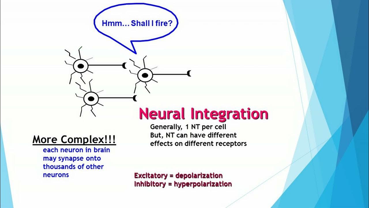 Episode 26: Neural integration - YouTube