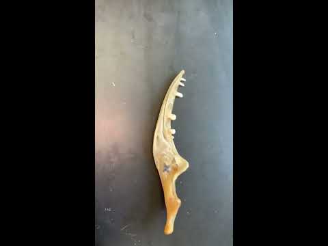Pleurodont acrodont thecodont
