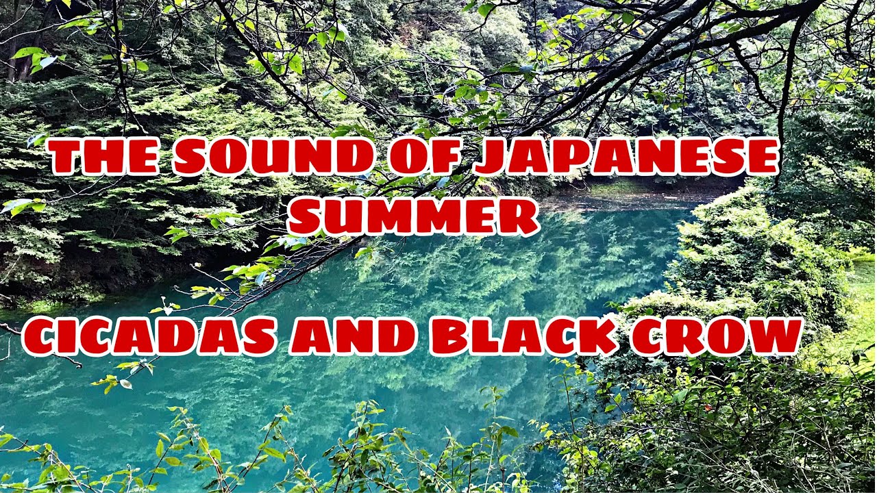 THE SOUND OF JAPANESE SUMMER | CICADAS AND BLACK CROW - YouTube