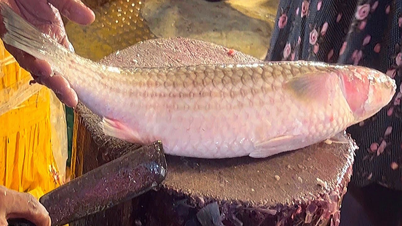 World Most Popular Big Hilsa & Batta Fish Cutting Skills Live In Fish ...