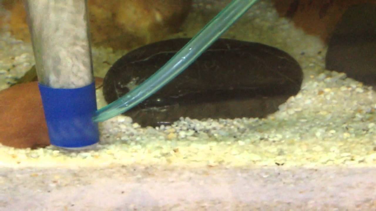 Gravel Vac tự chế - My DIY bucketless Gravel Vacuum - YouTube